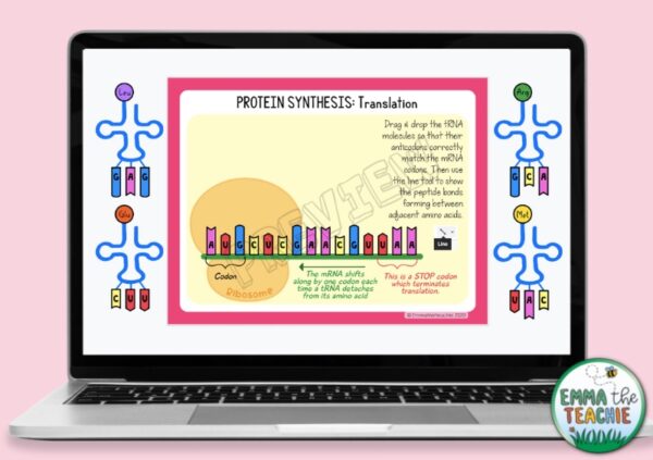 How to Teach Protein Synthesis - Emmatheteachie