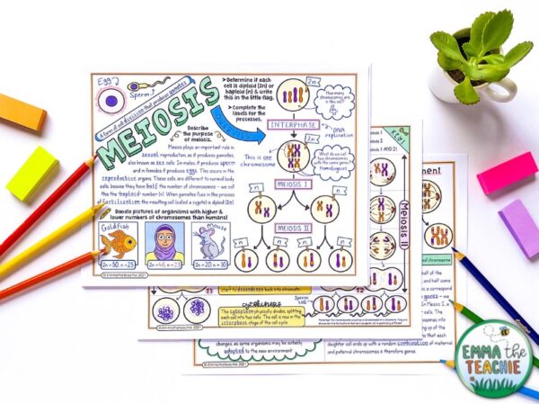 How to Differentiate Doodle Notes for Students - Emmatheteachie