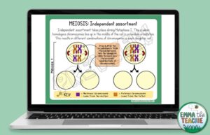 5 Engaging Ways to Teach Meiosis - Emma the Teachie Blog
