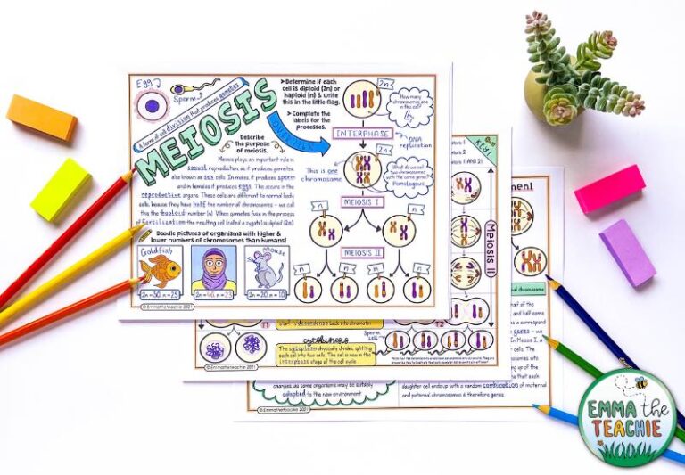 5 Engaging Ways to Teach Meiosis - Emma the Teachie Blog