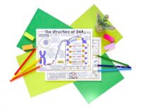 6 Fun Structure of DNA Activities to Try - Emmatheteachie blog